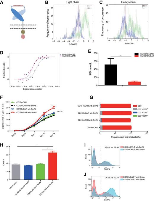 Treatment with Humanized Selective CD19CAR-T Cells Shows Efficacy in ...