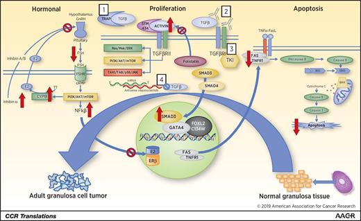 Targeting TGFβ Pathway in Adult Granulosa Cell Tumor: Opening Pandora's ...