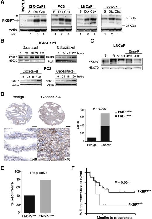 Regulation of eIF4F Translation Initiation Complex by the Peptidyl ...