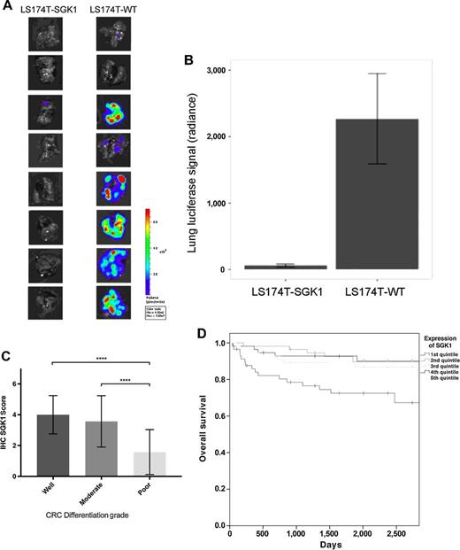 Serum- and Glucocorticoid-induced Kinase Sgk1 Directly Promotes the ...