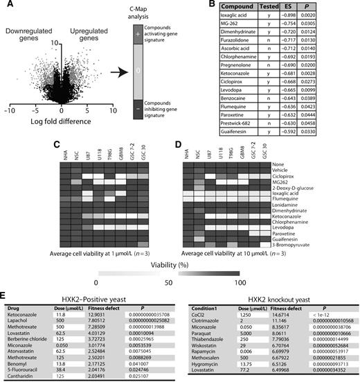 Ketoconazole and Posaconazole Selectively Target HK2-expressing ...
