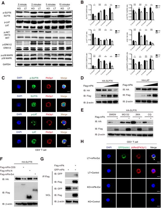 Pik3ip1 Is a Negative Immune Regulator that Inhibits Antitumor T-Cell ...