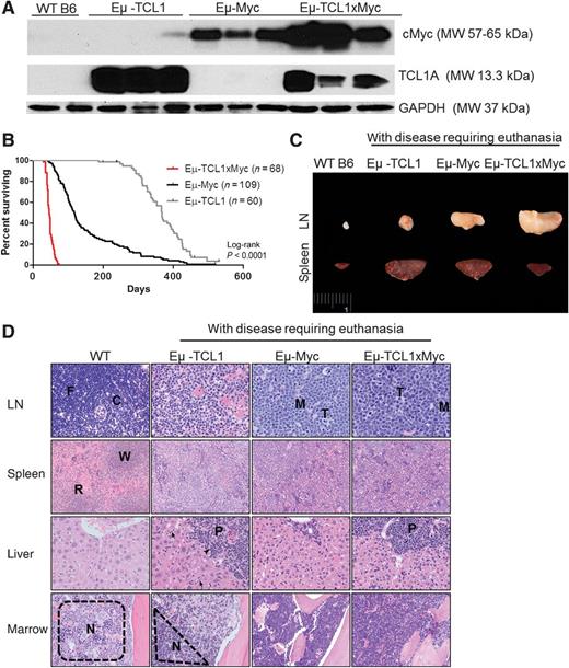 Eμ-TCL1xMyc: A Novel Mouse Model for Concurrent CLL and B-Cell Lymphoma ...