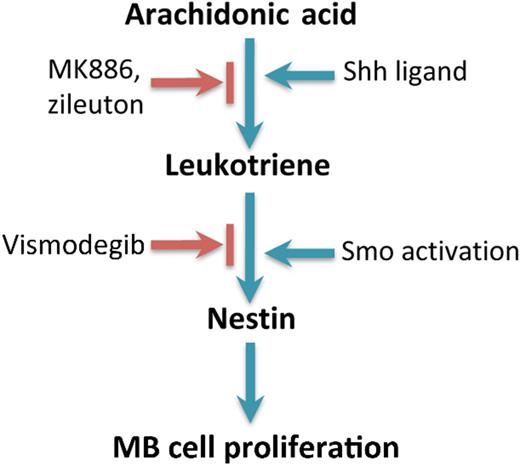 Leukotriene Synthesis Is Critical for Medulloblastoma Progression ...