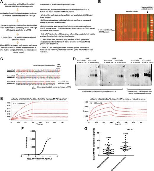 Anticancer Immunotherapy by MFAP5 Blockade Inhibits Fibrosis and ...