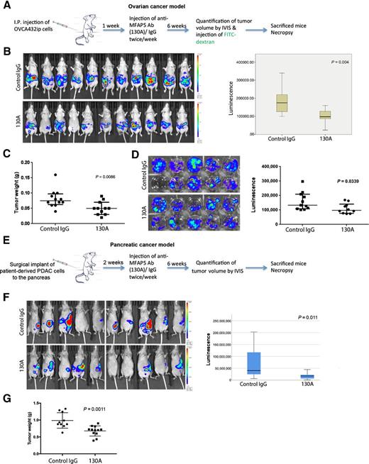 Anticancer Immunotherapy by MFAP5 Blockade Inhibits Fibrosis and ...