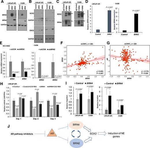 BRN4 Is a Novel Driver of Neuroendocrine Differentiation in Castration ...