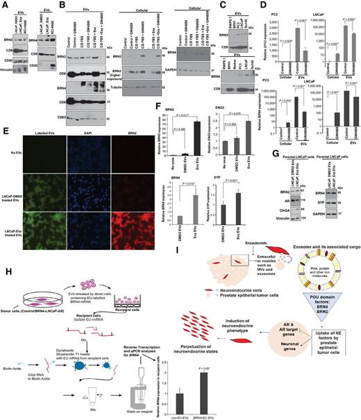 BRN4 Is a Novel Driver of Neuroendocrine Differentiation in Castration ...