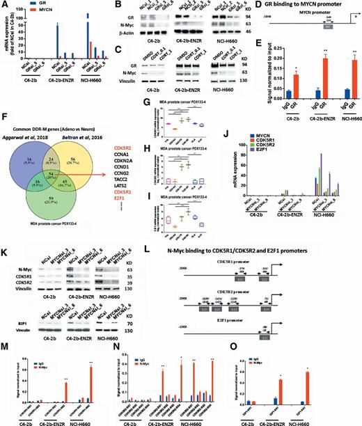 PARP Inhibition Suppresses GR–MYCN–CDK5–RB1–E2F1 Signaling and ...