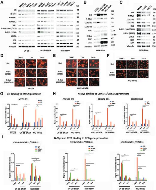 PARP Inhibition Suppresses GR–MYCN–CDK5–RB1–E2F1 Signaling and ...