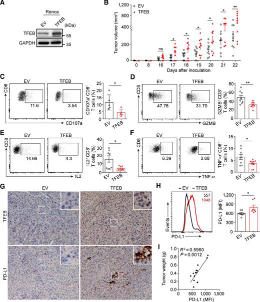 TFEB Mediates Immune Evasion and Resistance to mTOR Inhibition of Renal ...