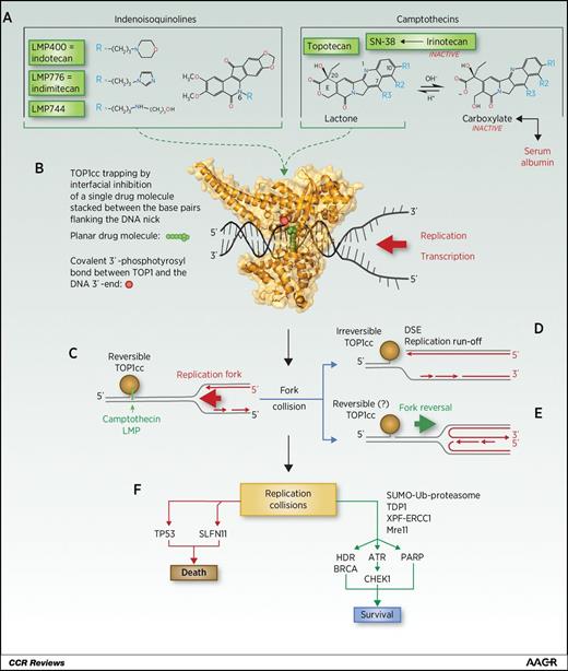 Targeting Topoisomerase I in the Era of Precision Medicine | Clinical ...