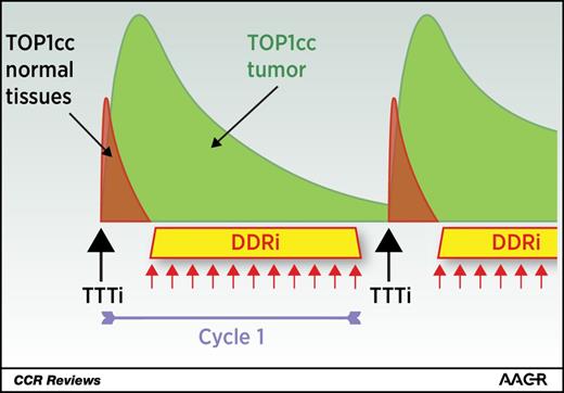 Targeting Topoisomerase I in the Era of Precision Medicine | Clinical ...