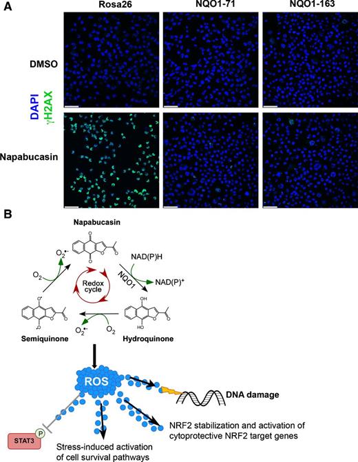 Bioactivation of Napabucasin Triggers Reactive Oxygen Species–Mediated ...