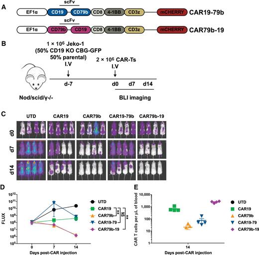 Chimeric Antigen Receptor T Cells Targeting CD79b Show Efficacy in ...