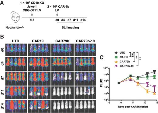 Chimeric Antigen Receptor T Cells Targeting CD79b Show Efficacy in ...