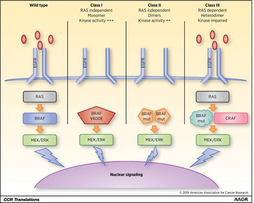 Class(y) Dissection of BRAF Heterogeneity: Beyond Non-V600 | Clinical Cancer Research | American ...