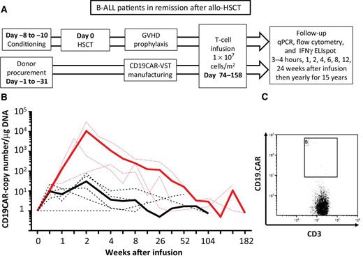 T-Cell Receptor Stimulation Enhances the Expansion and Function of CD19 ...
