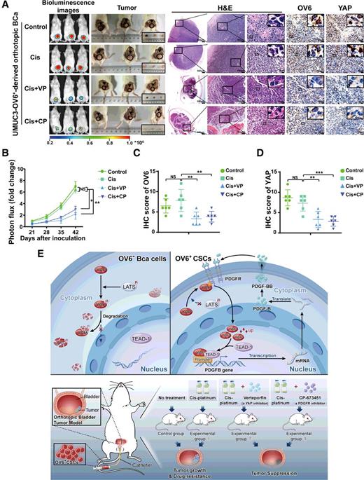 Targeting an Autocrine Regulatory Loop in Cancer Stem-like Cells ...