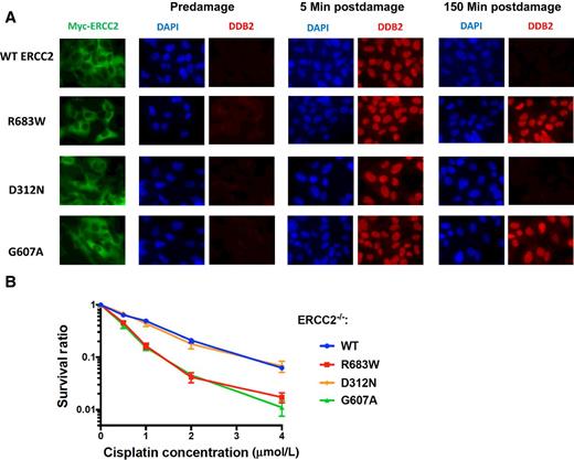 ERCC2 Helicase Domain Mutations Confer Nucleotide Excision Repair ...