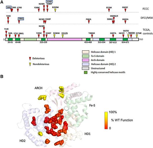 ERCC2 Helicase Domain Mutations Confer Nucleotide Excision Repair ...