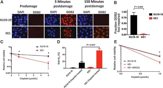 ERCC2 Helicase Domain Mutations Confer Nucleotide Excision Repair ...