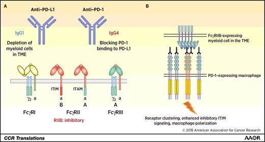 Immunotherapy and Hyperprogression: Unwanted Outcomes, Unclear ...