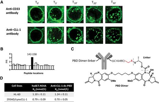 An Anti–CLL-1 Antibody–Drug Conjugate for the Treatment of Acute ...