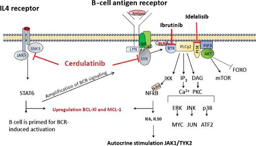 Cerdulatinib Pharmacodynamics and Relationships to Tumor Response ...