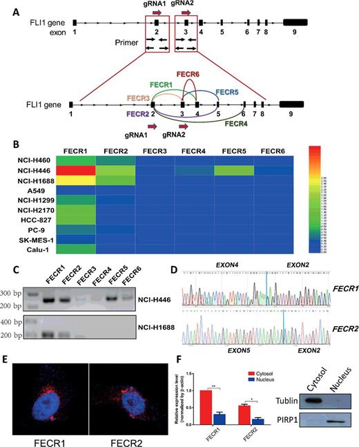 FLI1 Exonic Circular RNAs as a Novel Oncogenic Driver to Promote Tumor ...
