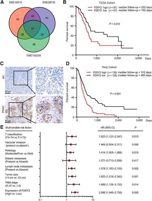 Targeting Purinergic Receptor P2Y2 Prevents the Growth of Pancreatic ...