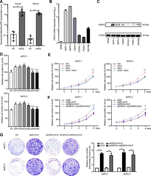 Targeting Purinergic Receptor P2Y2 Prevents the Growth of Pancreatic ...