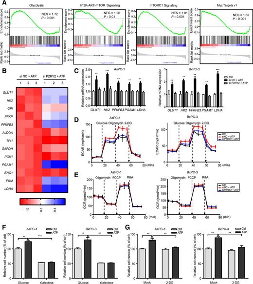 Targeting Purinergic Receptor P2Y2 Prevents the Growth of Pancreatic ...