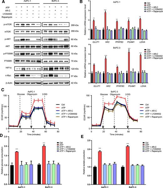 Targeting Purinergic Receptor P2Y2 Prevents the Growth of Pancreatic ...