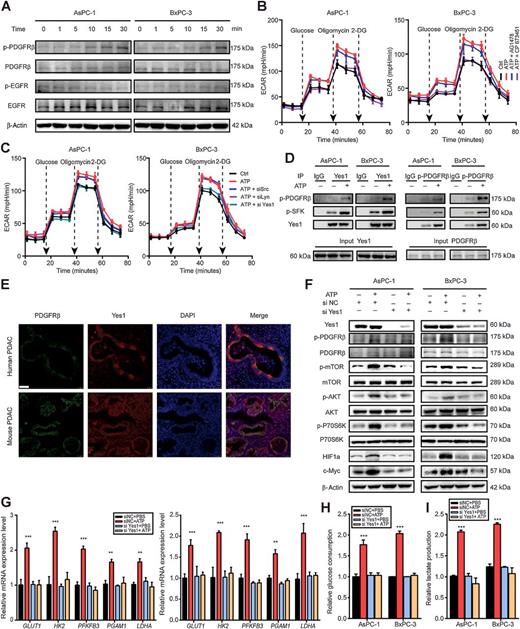 Targeting Purinergic Receptor P2Y2 Prevents the Growth of Pancreatic ...