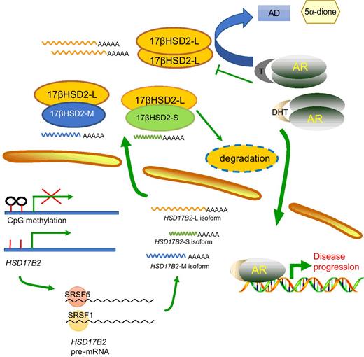Functional Silencing of HSD17B2 in Prostate Cancer Promotes Disease ...