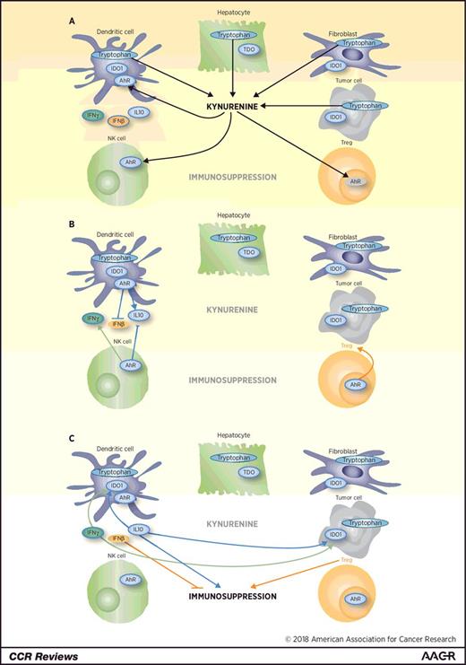 Reimagining IDO Pathway Inhibition in Cancer Immunotherapy via ...