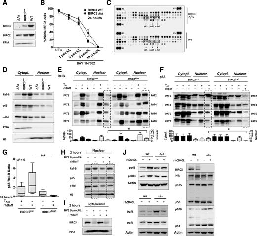BIRC3 Expression Predicts CLL Progression and Defines Treatment ...