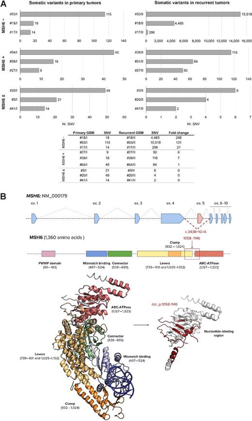 Genetic, Epigenetic, and Immunologic Profiling of MMR-Deficient ...