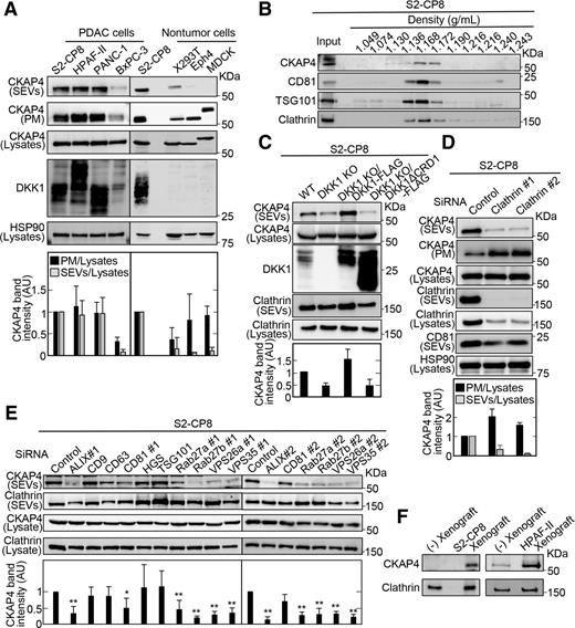 CKAP4, a DKK1 Receptor, Is a Biomarker in Exosomes Derived from ...