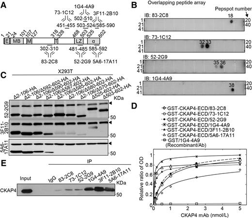 CKAP4, a DKK1 Receptor, Is a Biomarker in Exosomes Derived from ...