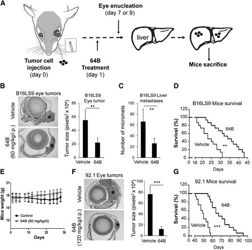 Arylsulfonamide 64B Inhibits Hypoxia/HIF-Induced Expression of c-Met ...