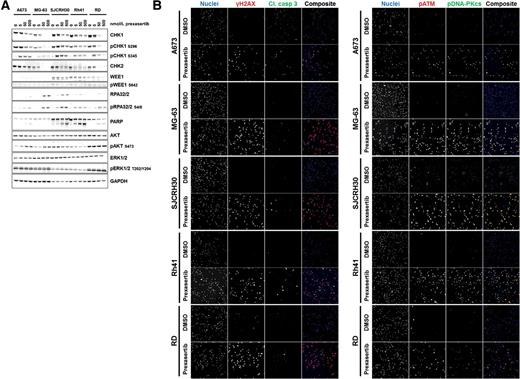 Broad Spectrum Activity of the Checkpoint Kinase 1 Inhibitor ...