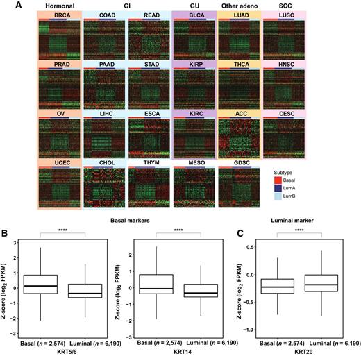 Clinical and Genomic Implications of Luminal and Basal Subtypes Across ...
