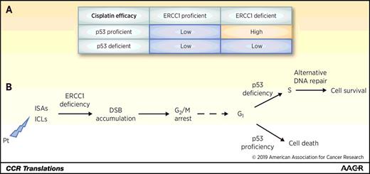 The “Guardian of the Genome”—An Old Key to Unlock the ERCC1 Issue ...
