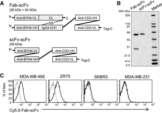 A T-cell–engaging B7-H4/CD3-bispecific Fab-scFv Antibody Targets Human ...