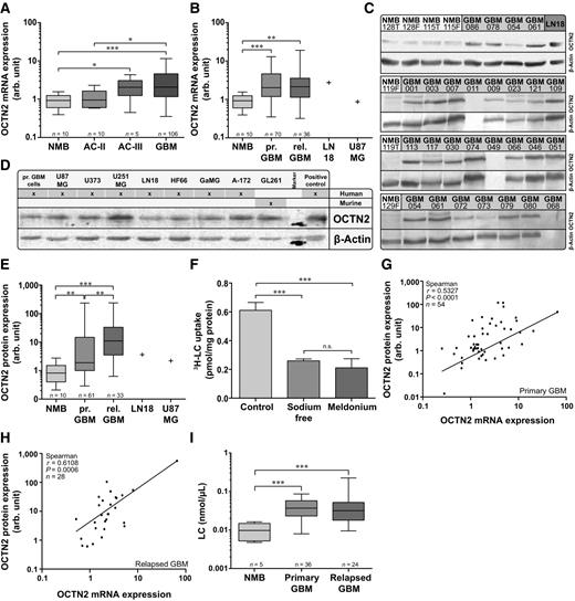 L-Carnitine–Mediated Tumor Cell Protection and Poor Patient Survival ...