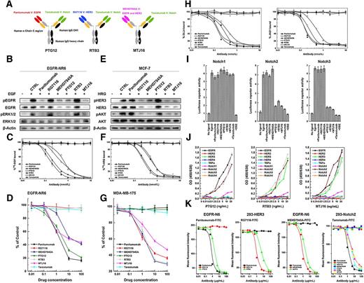EGFR/Notch Antagonists Enhance the Response to Inhibitors of the PI3K ...