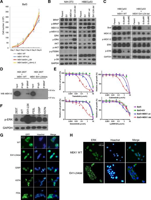 MAPK Pathway Alterations Correlate with Poor Survival and Drive ...