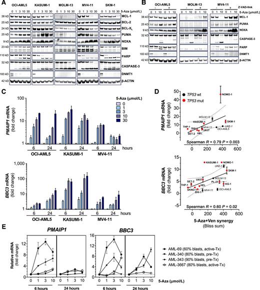 5-Azacitidine Induces NOXA to Prime AML Cells for Venetoclax-Mediated ...